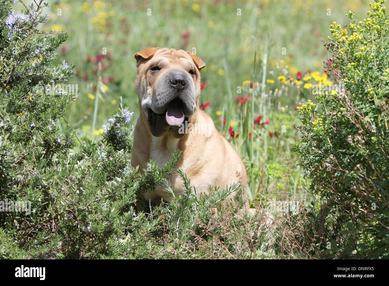 Dog Shar pei / adult sitting in a meadow Stock Photo - Alamy