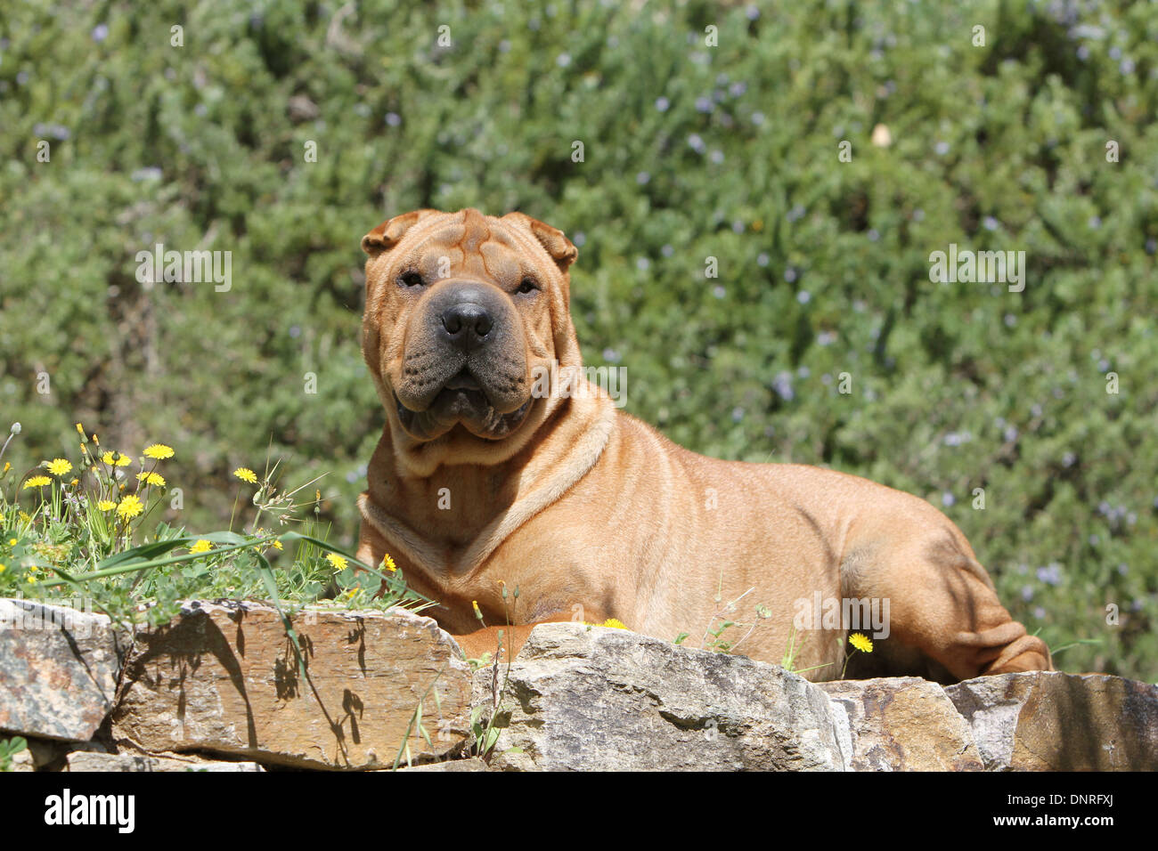 Dog Shar pei / adult lying on a wall Stock Photo - Alamy
