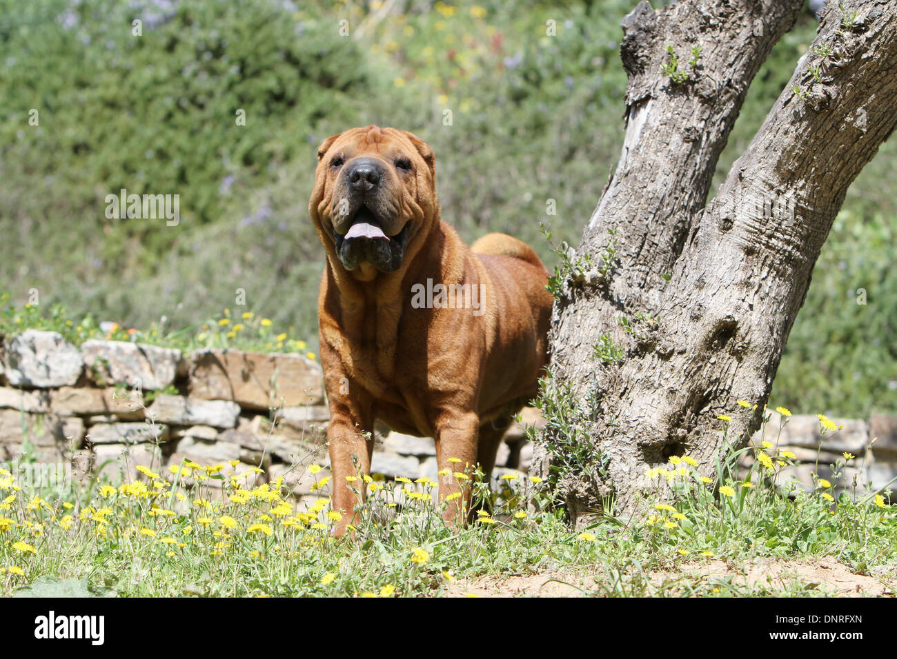 Dog Shar pei / adult standing in a meadow Stock Photo - Alamy