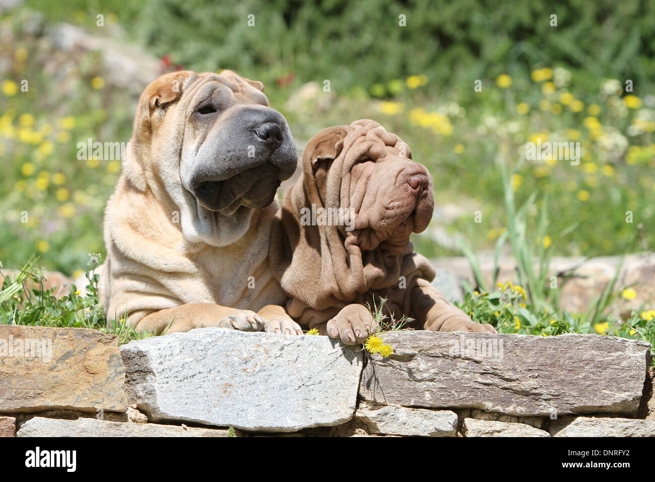 Dog Shar pei / adult and puppy lying on a wall Stock Photo - Alamy