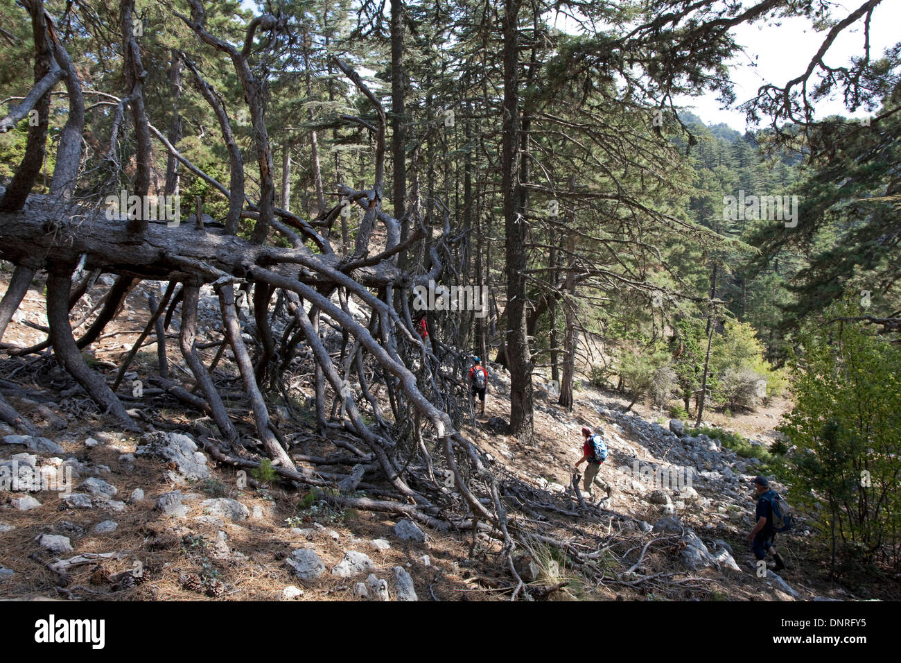 Fallen dead cedar tree Elmalı Antalya Turkey Stock Photo - Alamy