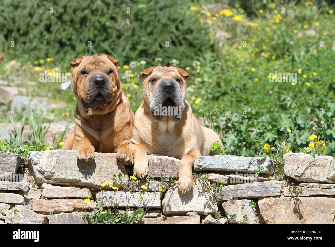 Dog Shar pei / two adults lying on a wall Stock Photo - Alamy