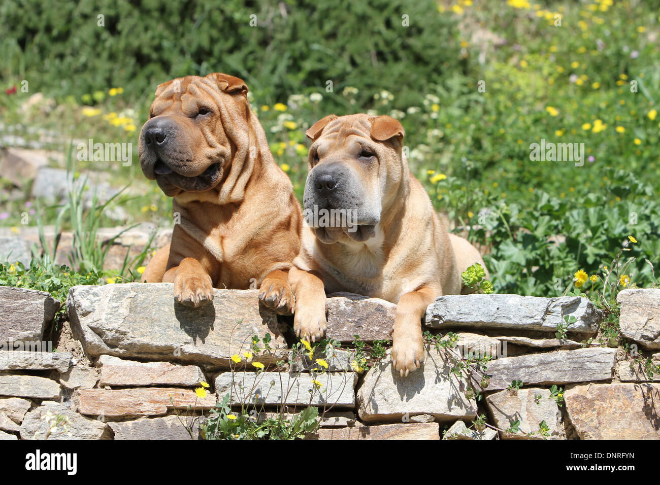 Adult sized stone hi-res stock photography and images - Alamy