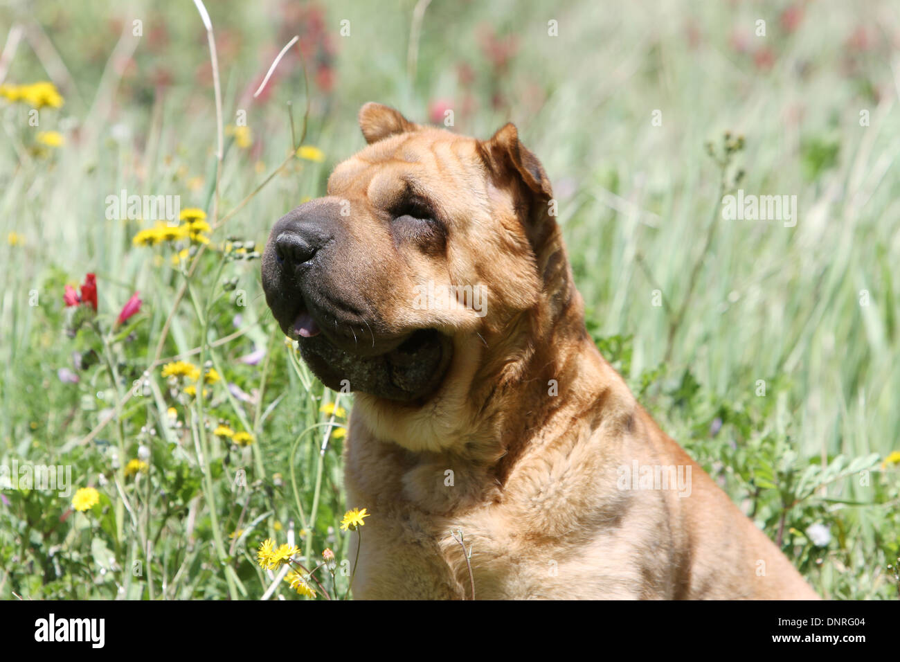 Dog Shar pei / adult portrait Stock Photo - Alamy