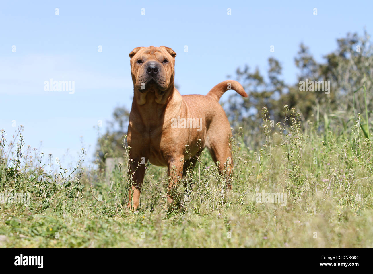 Dog shar pei adult sable hi-res stock photography and images - Alamy