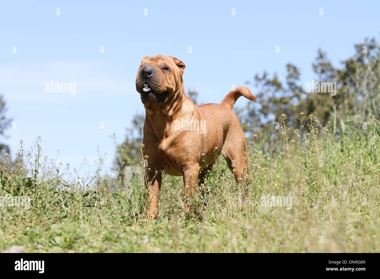 Dog shar pei adult sable hi-res stock photography and images - Alamy