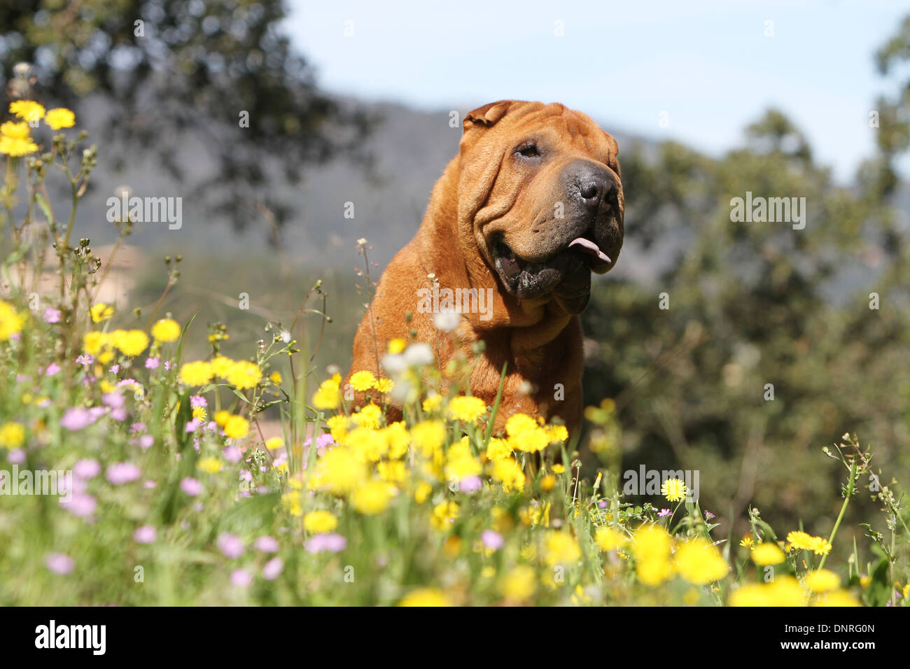 Dog Shar pei / adult sitting in a meadow Stock Photo - Alamy