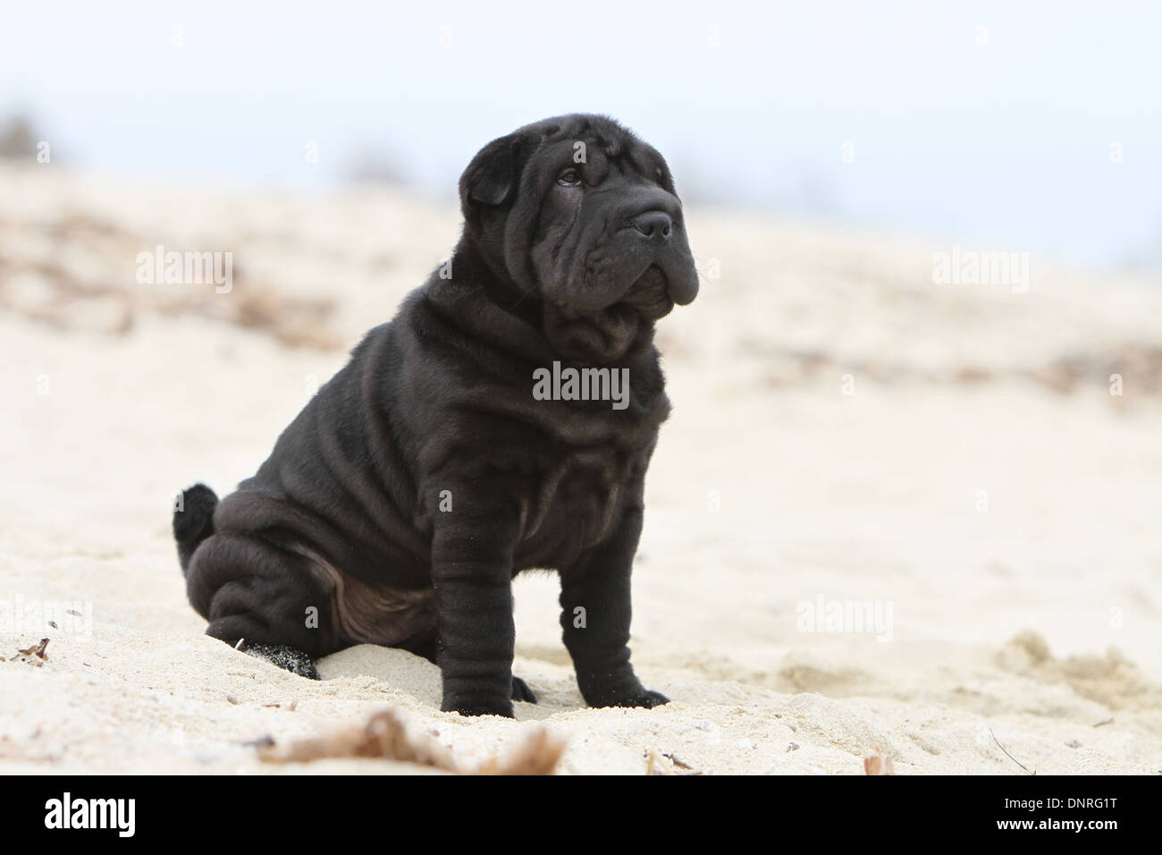Dog Shar pei / puppy sitting on the beach Stock Photo - Alamy