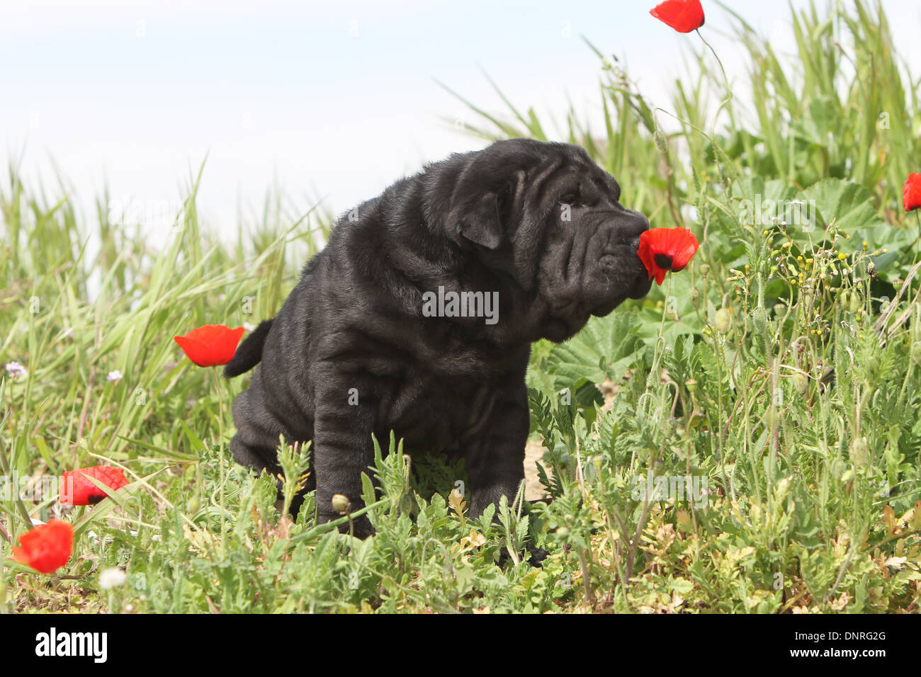 Dog Shar pei / puppy sniffing a poppy Stock Photo - Alamy