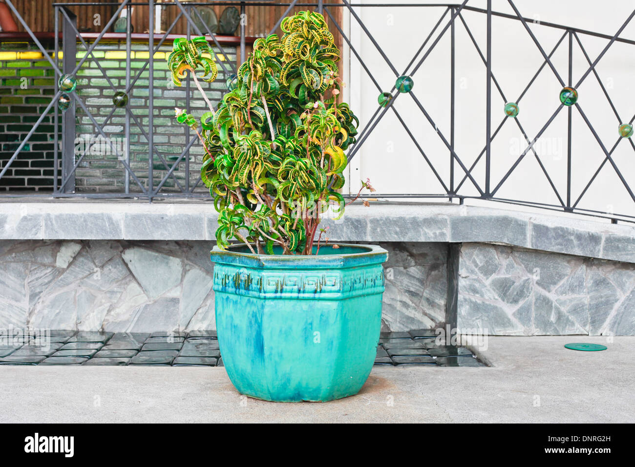 Pot exotic hi-res stock photography and images - Alamy