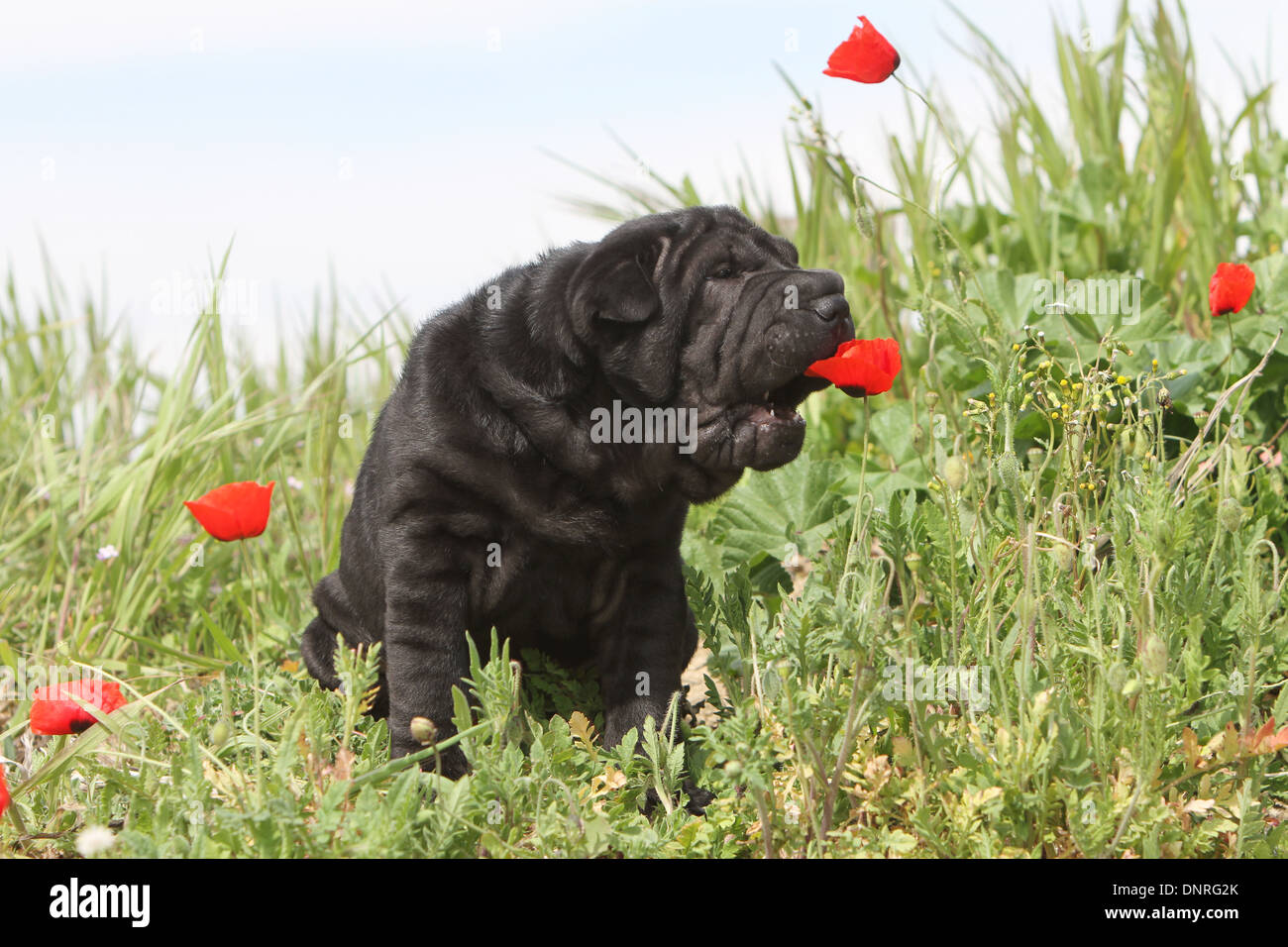 Dog Shar pei / puppy eating a poppy Stock Photo - Alamy