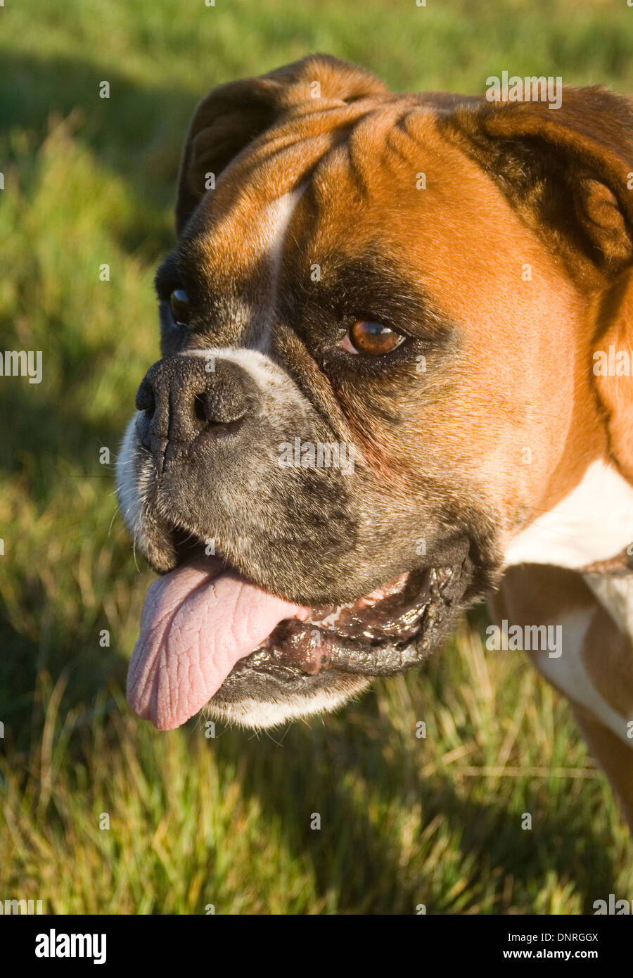Ruby I, Boxer dog portrait Stock Photo - Alamy