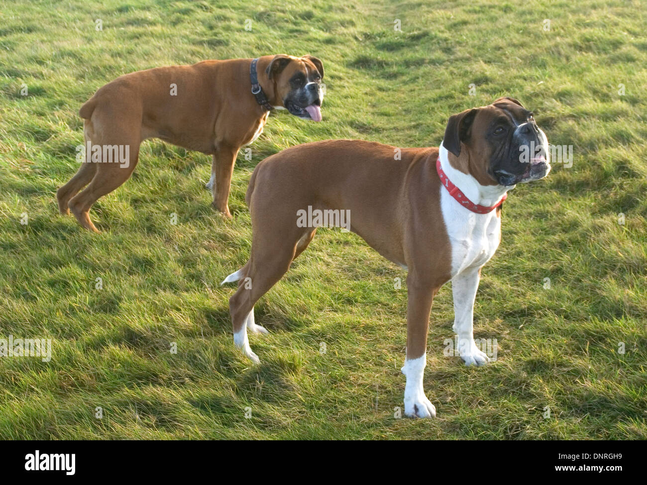 Two Boxer dogs standing Stock Photo - Alamy