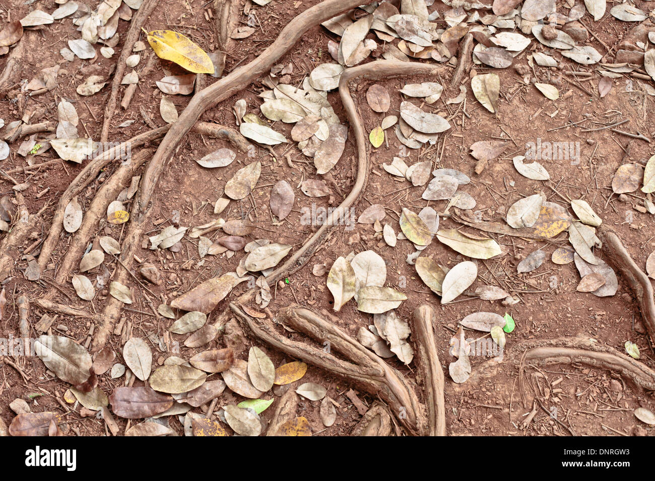 Tree roots and fallen leaves as a background Stock Photo - Alamy