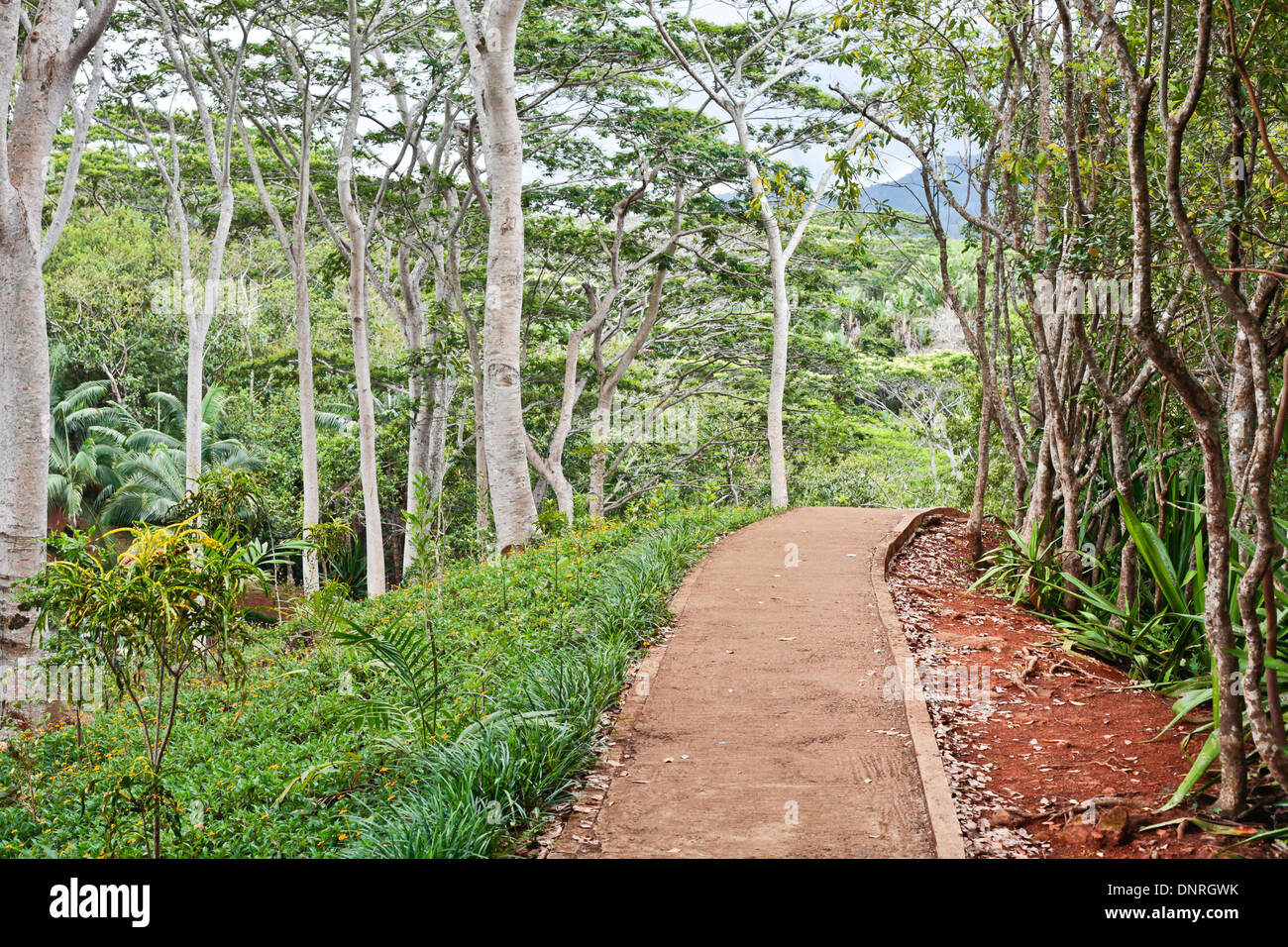 Path in the mountain forest in Mauritius Stock Photo - Alamy