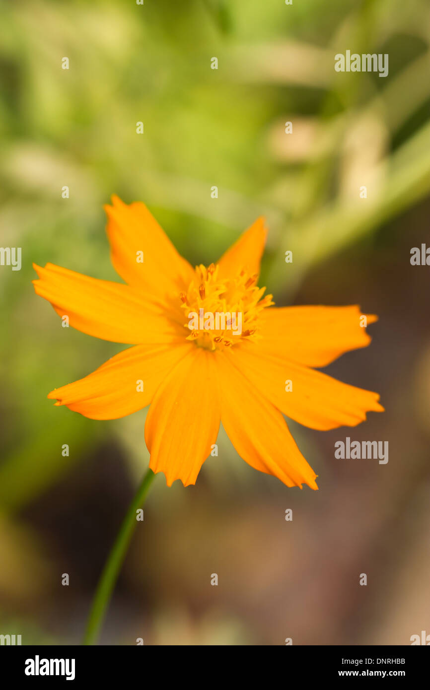 Compositae meadow yellow bloom hi-res stock photography and images - Alamy