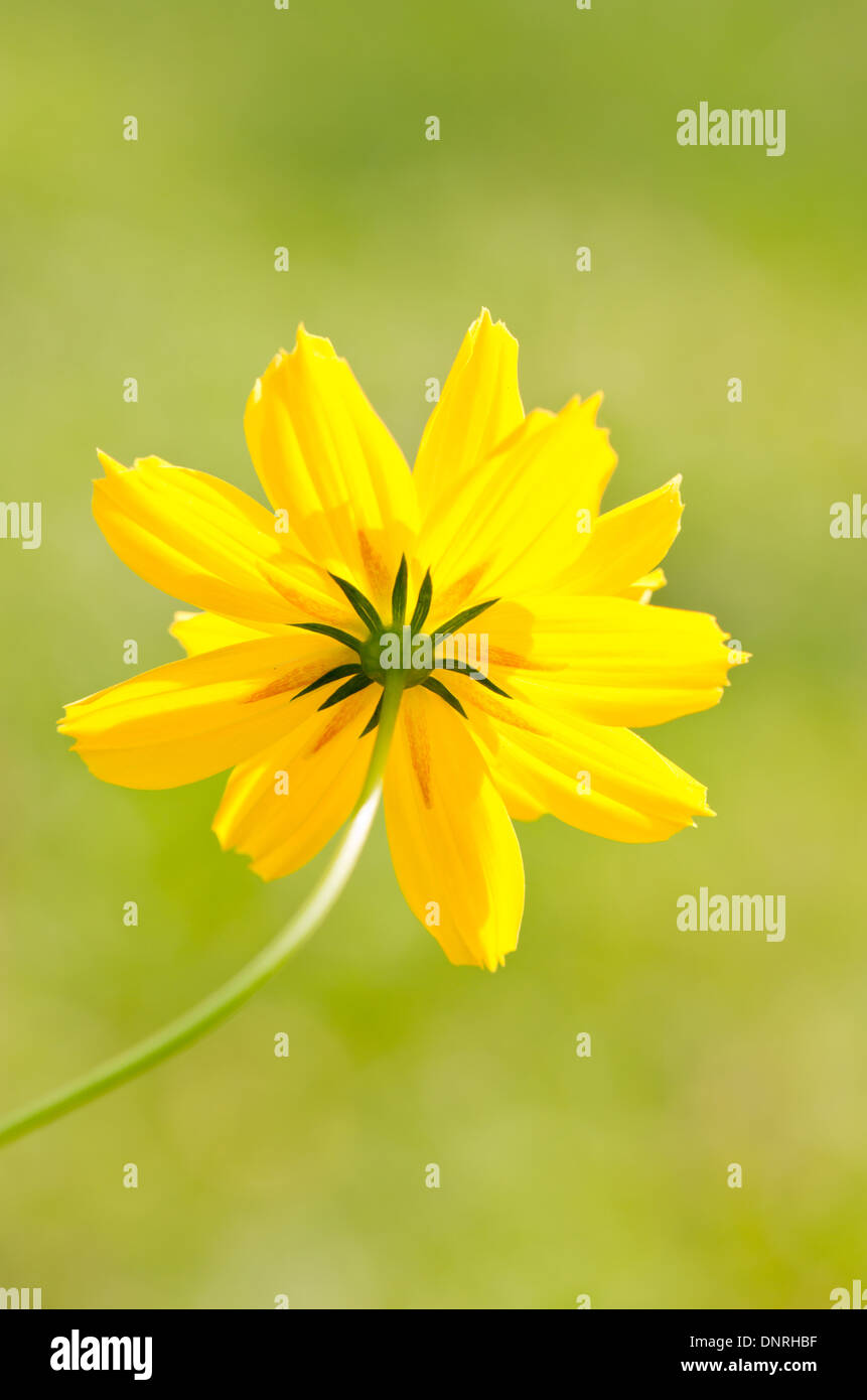 Yellow cosmos hi-res stock photography and images - Alamy