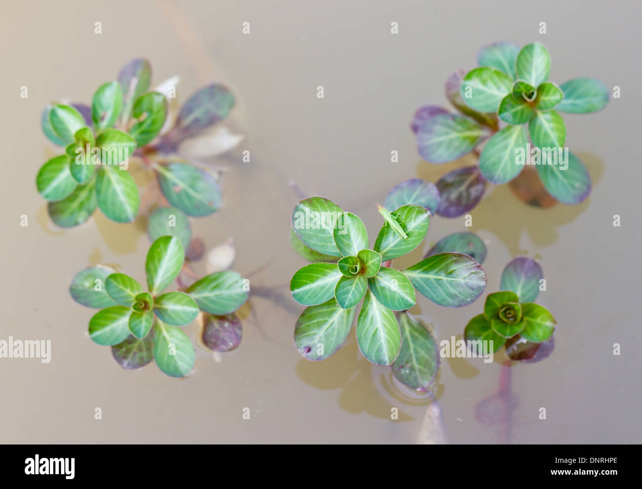 River lake weed scum hi-res stock photography and images - Alamy