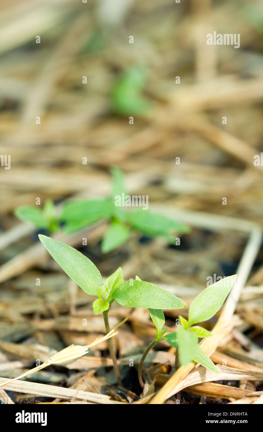 Chilli farming hi-res stock photography and images - Alamy