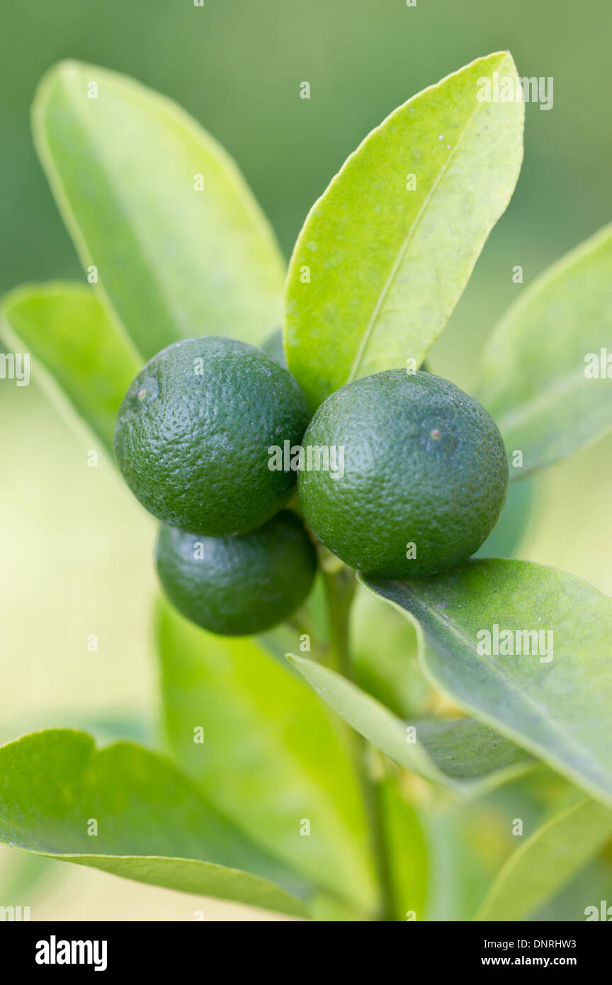 Close up lemon tree flower citrus hi-res stock photography and images ...