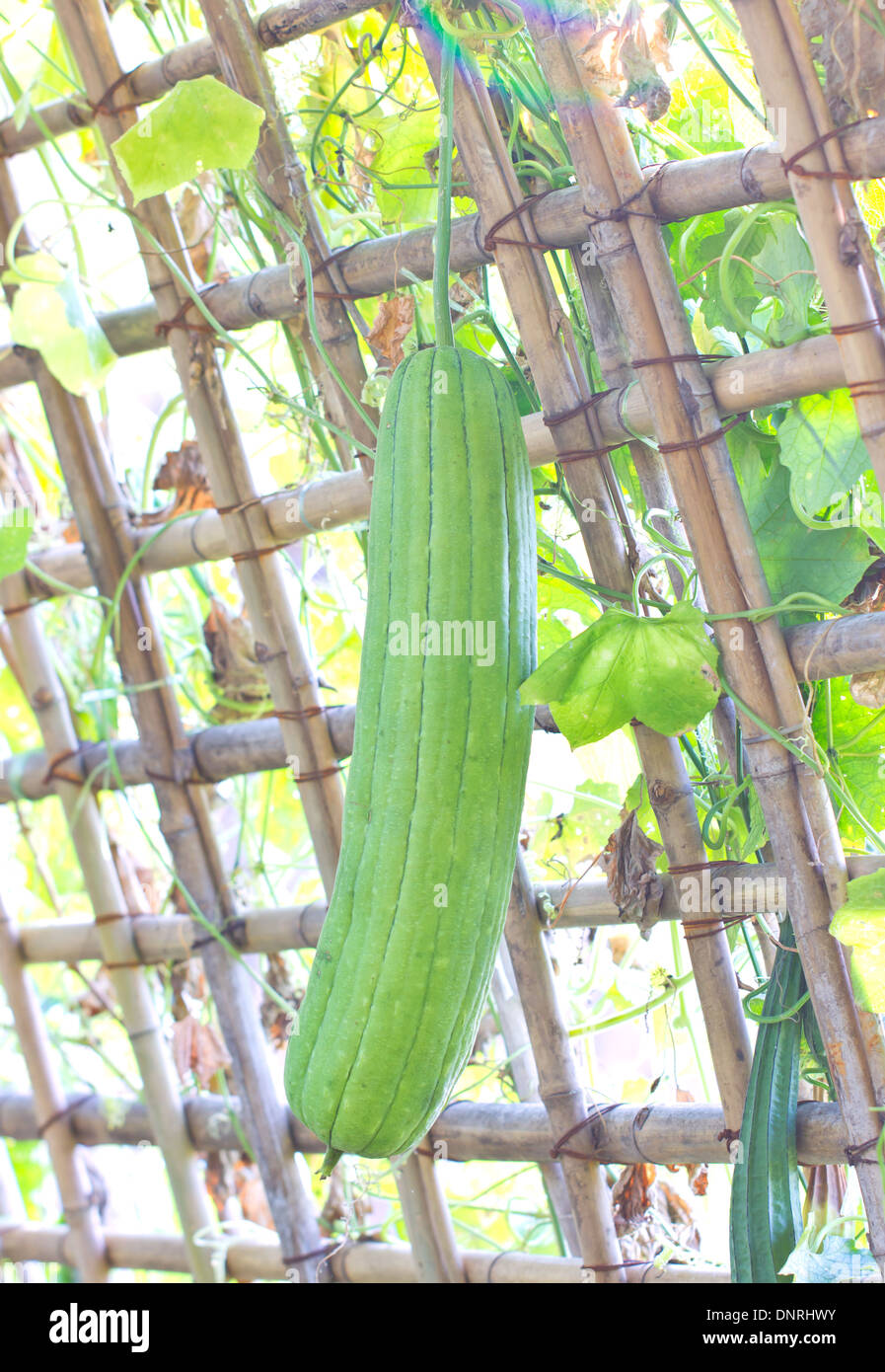 Gourd vertical hi-res stock photography and images - Alamy
