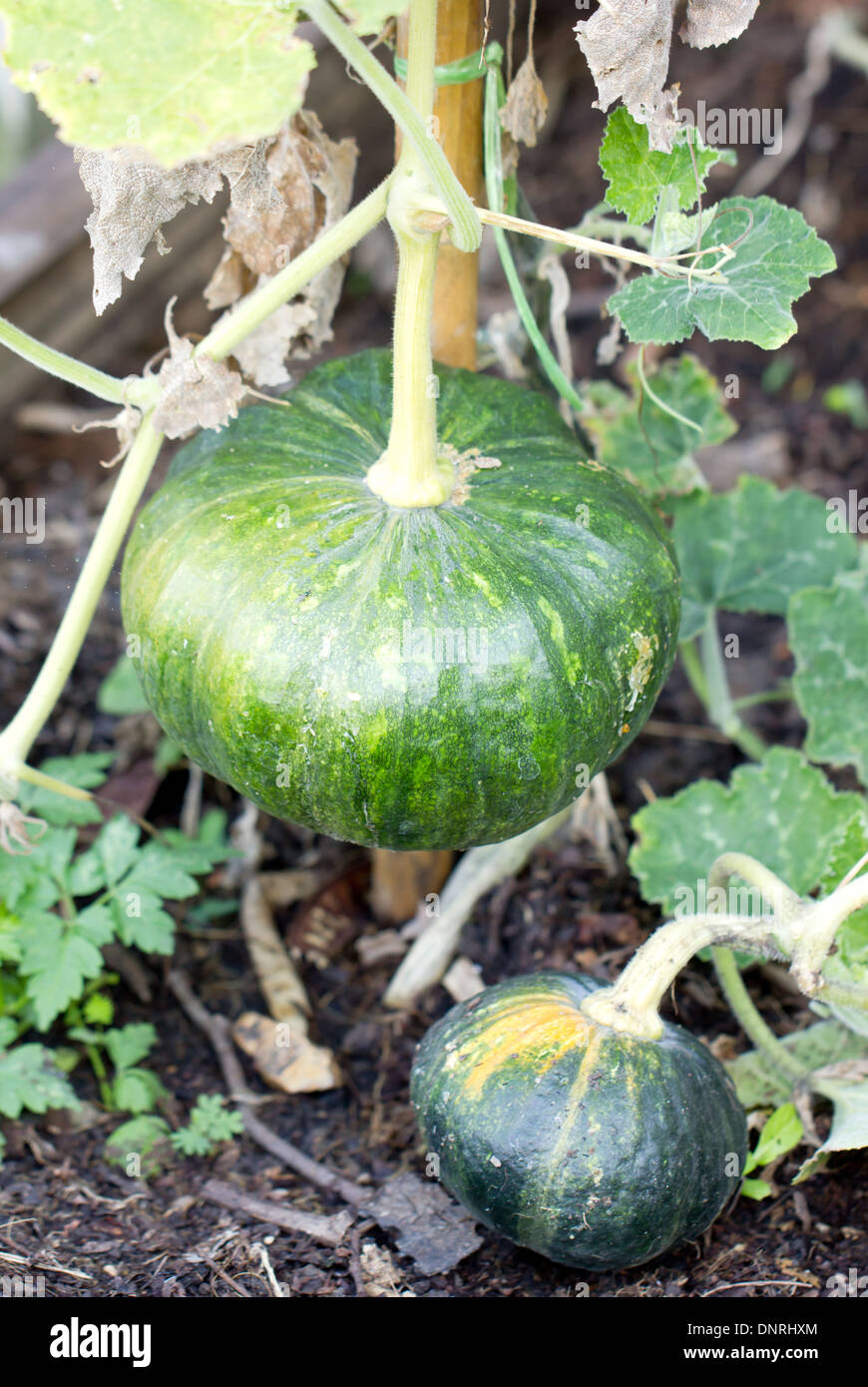 Pumpkin plant hi-res stock photography and images - Alamy