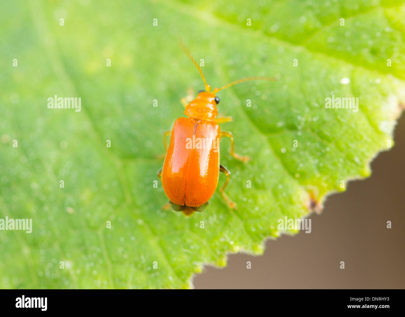 Close up og young Rice Thrips, pumpkin pest Stock Photo - Alamy