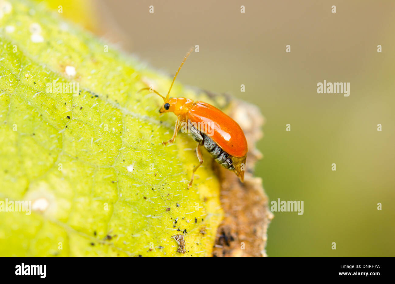 Stenchaetothrips hi-res stock photography and images - Alamy