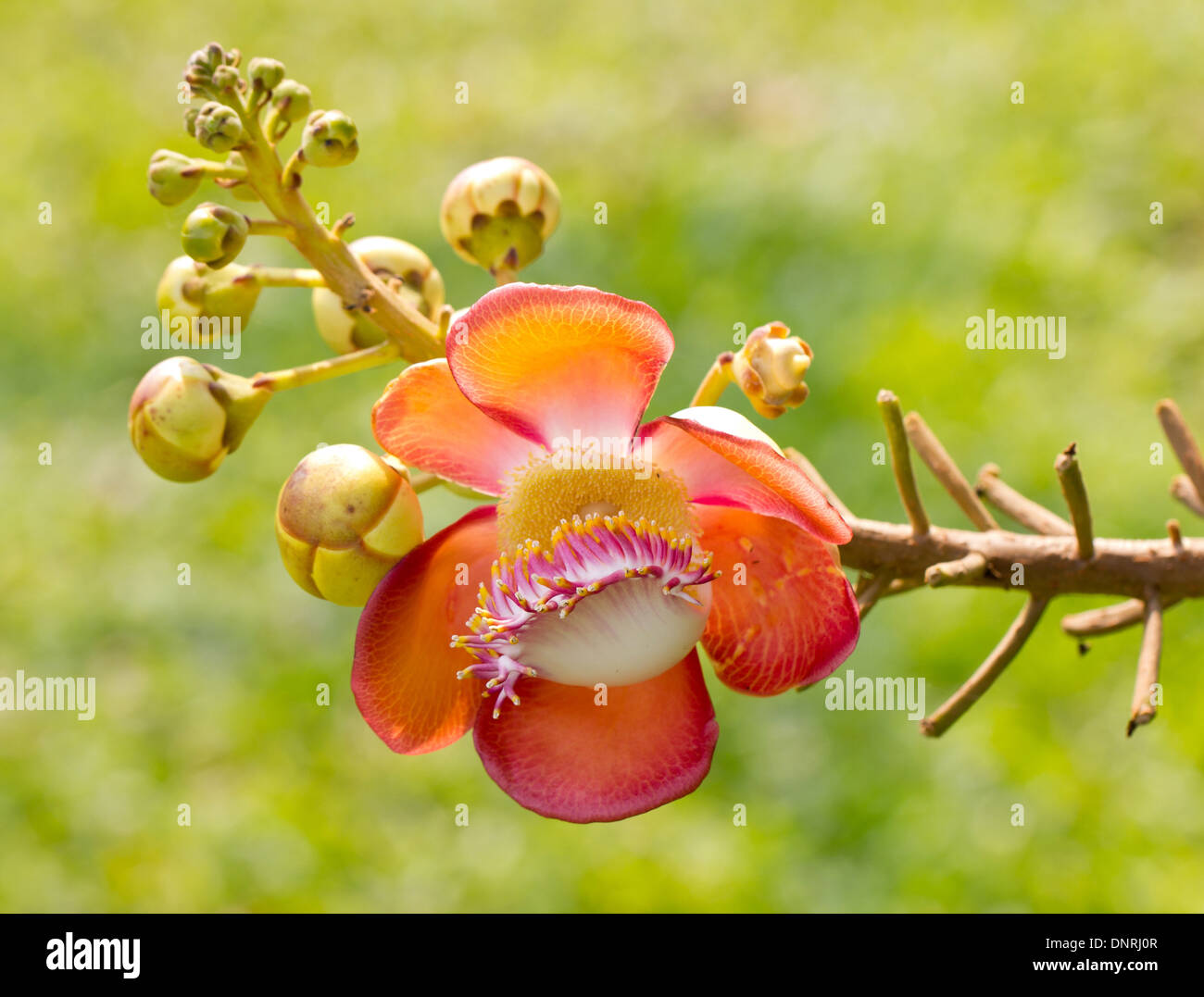 Cannonball tree hi-res stock photography and images - Alamy