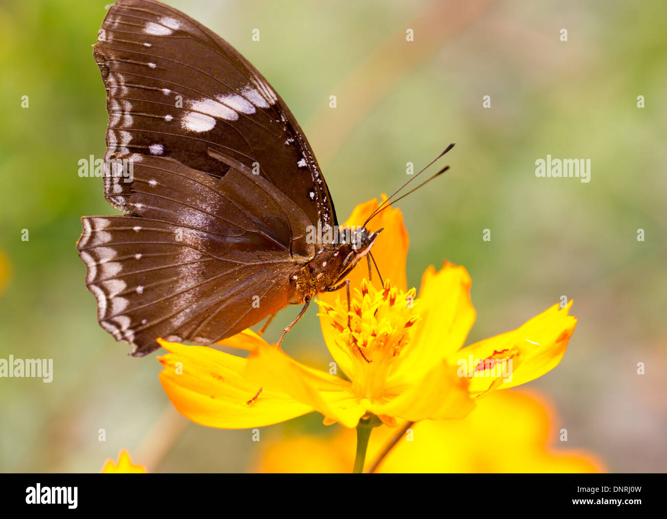 Common Indian Crow Butterflies (Euploea core Stock Photo - Alamy