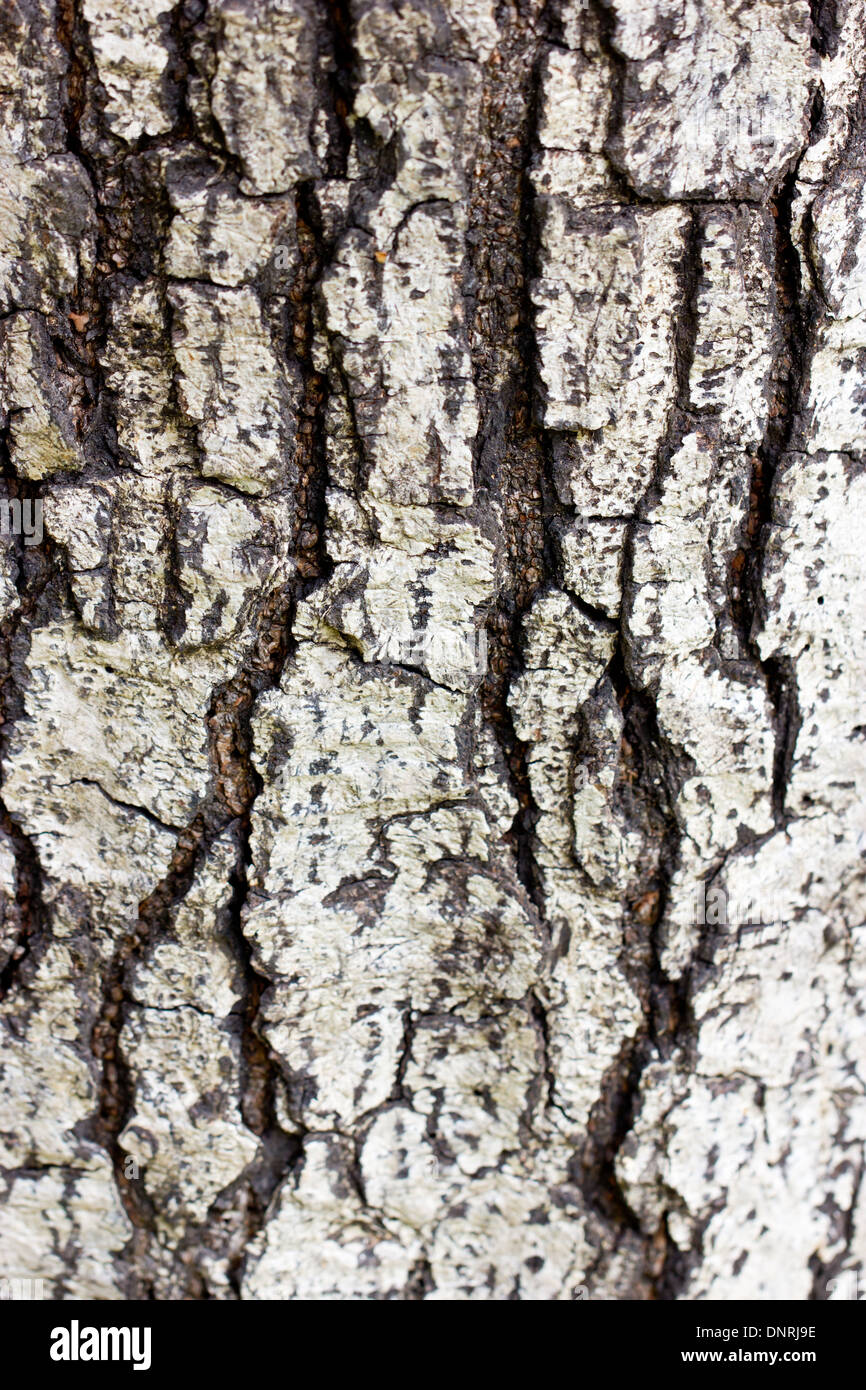 Crack bark as background Stock Photo - Alamy