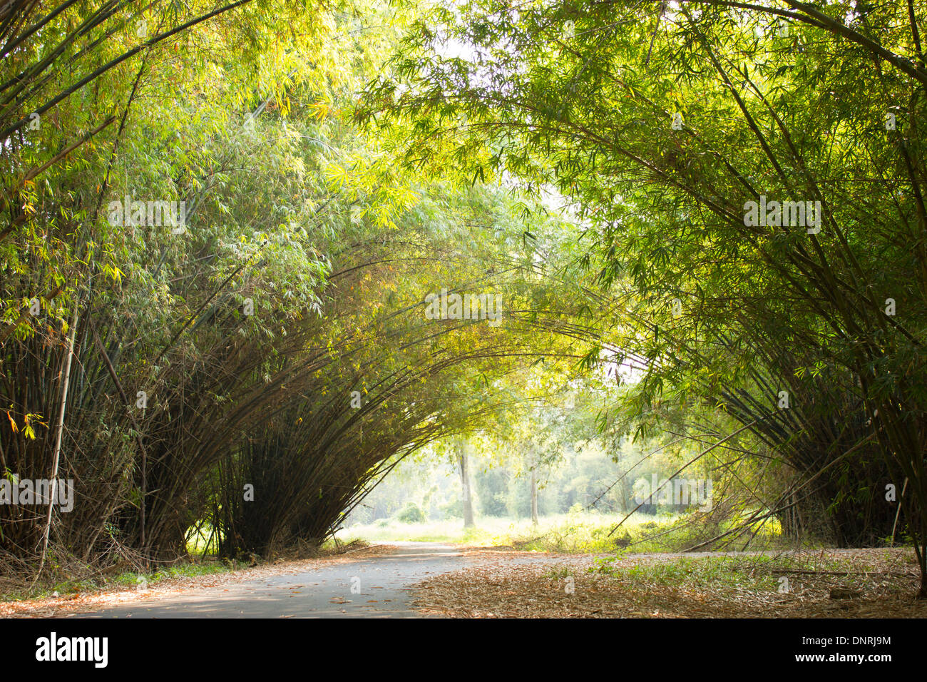 Bamboo road hi-res stock photography and images - Alamy