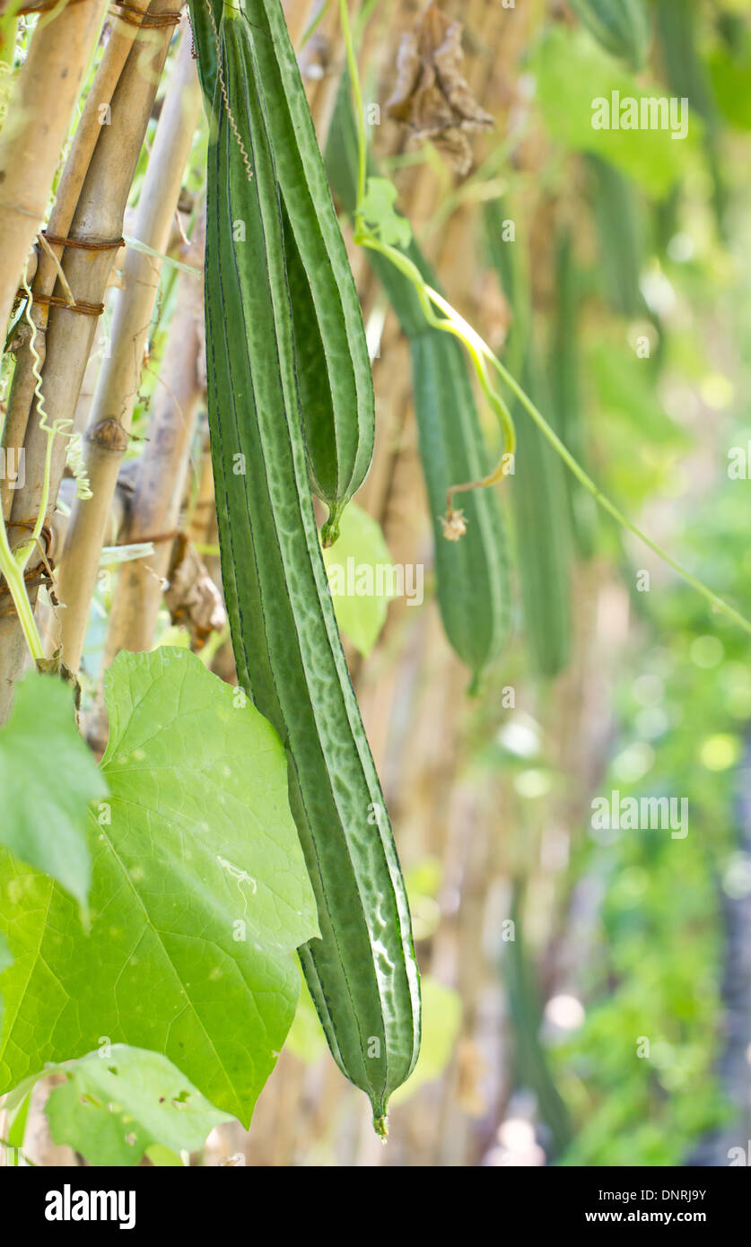 Ridged gourd hi-res stock photography and images - Alamy