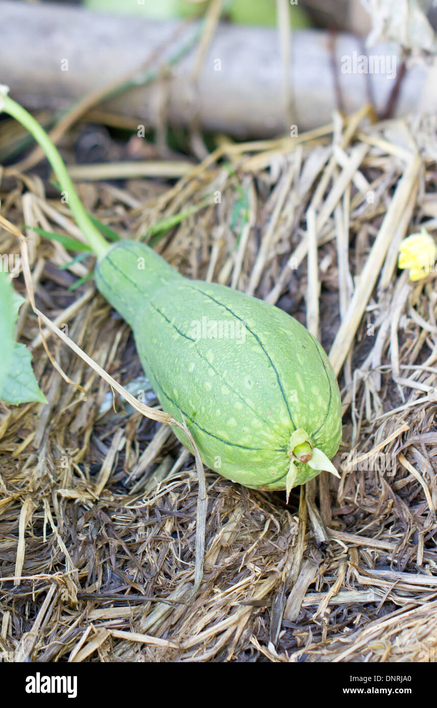 Sponge gourd hi-res stock photography and images - Alamy