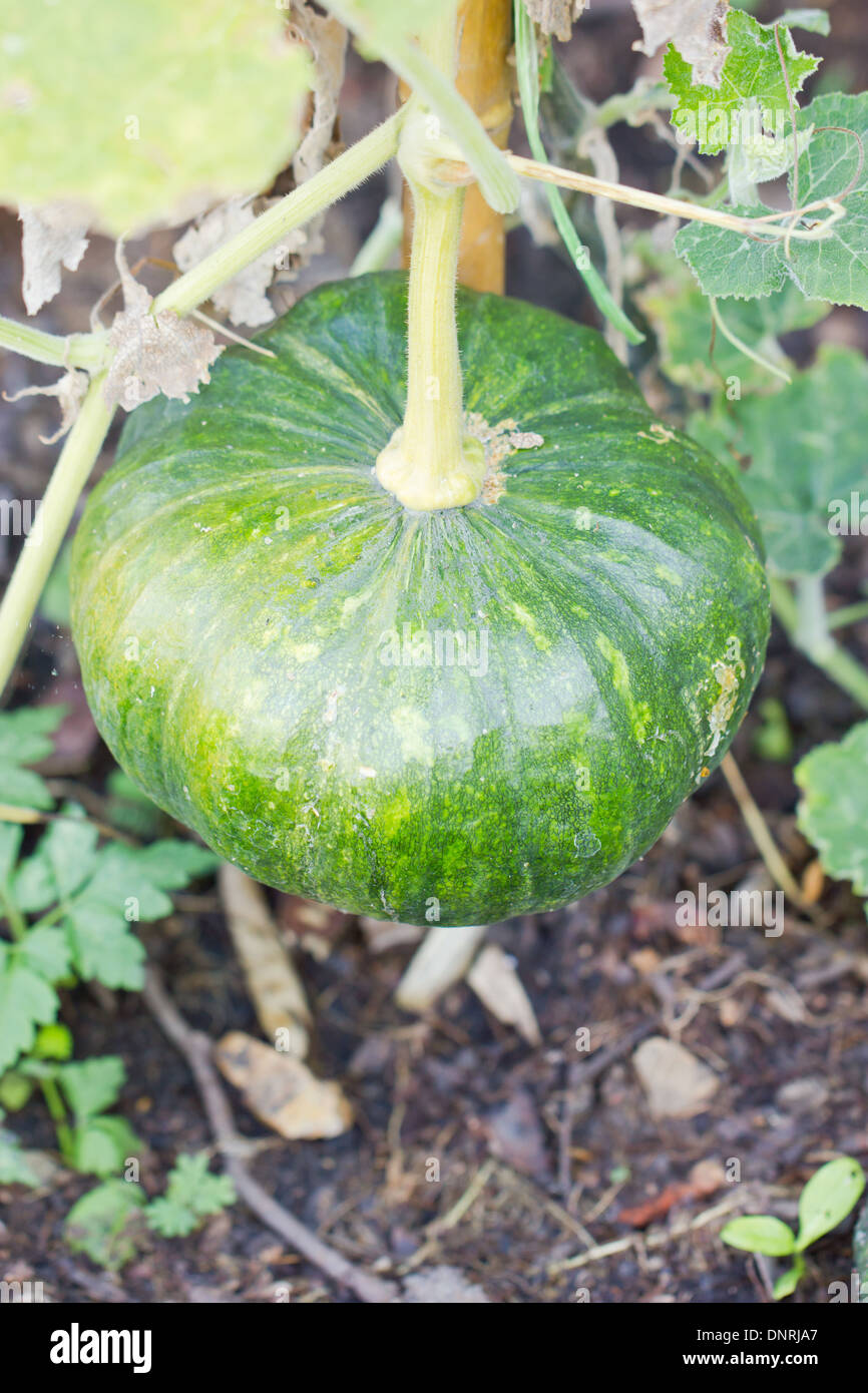 (field) (pumpkin) (vine) (summer) hi-res stock photography and images ...
