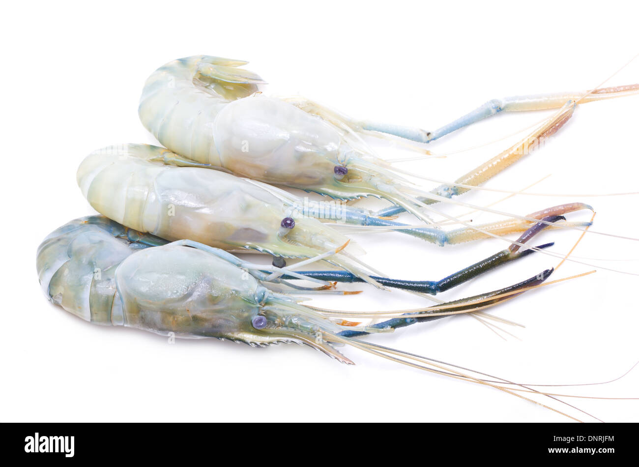 Fresh river shrimp isolated on white Stock Photo - Alamy