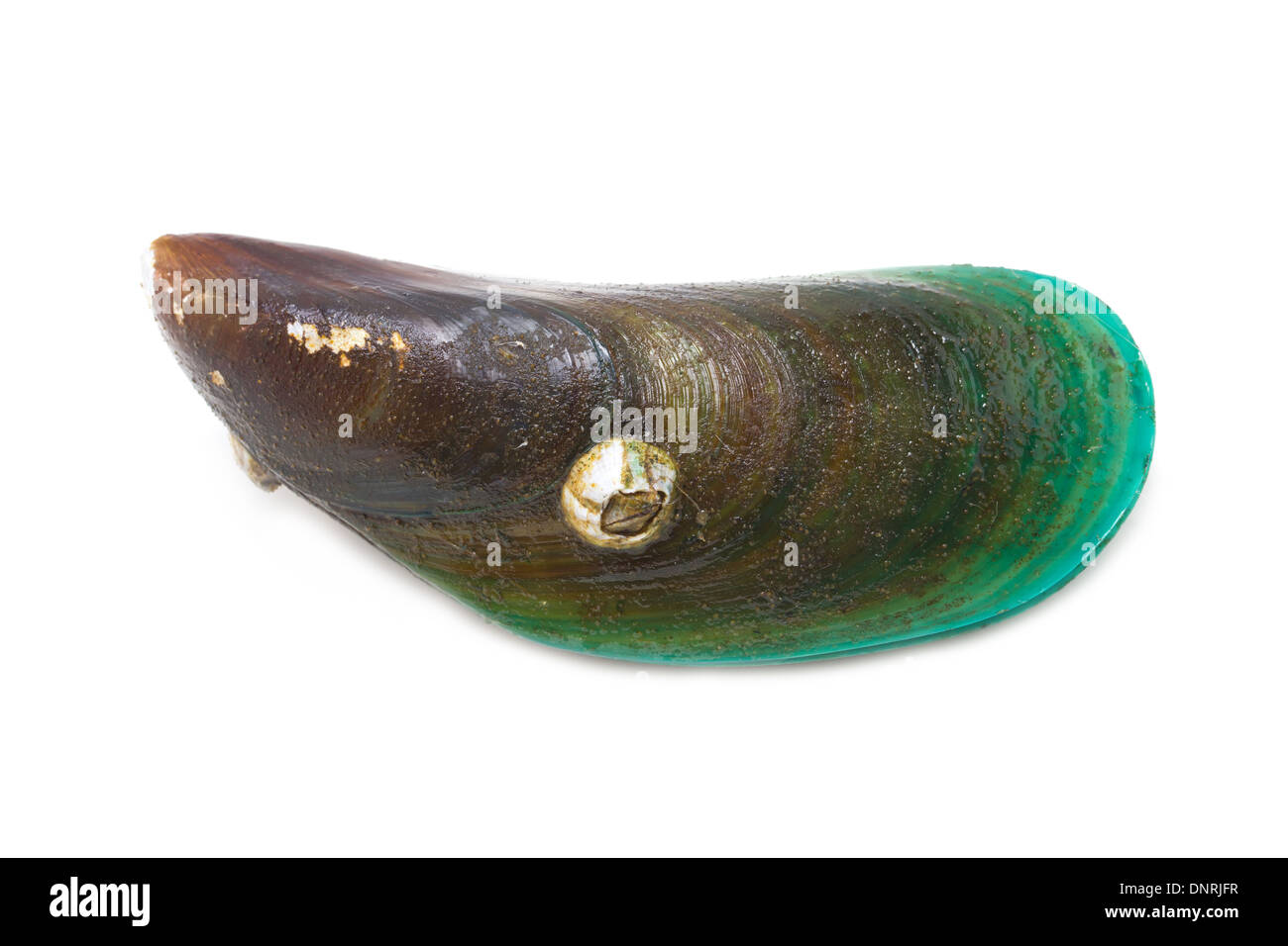 Fresh single mussel isolated on white Stock Photo - Alamy