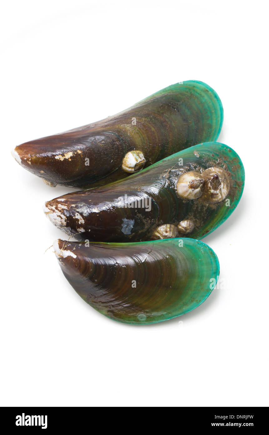 Cook mussel hi-res stock photography and images - Alamy