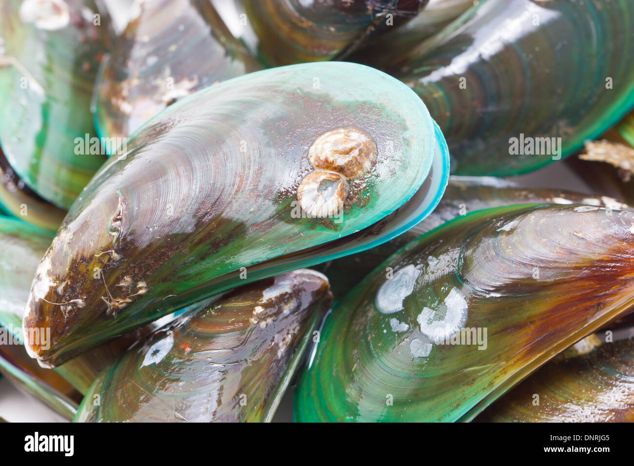 Mollusk group hi-res stock photography and images - Alamy