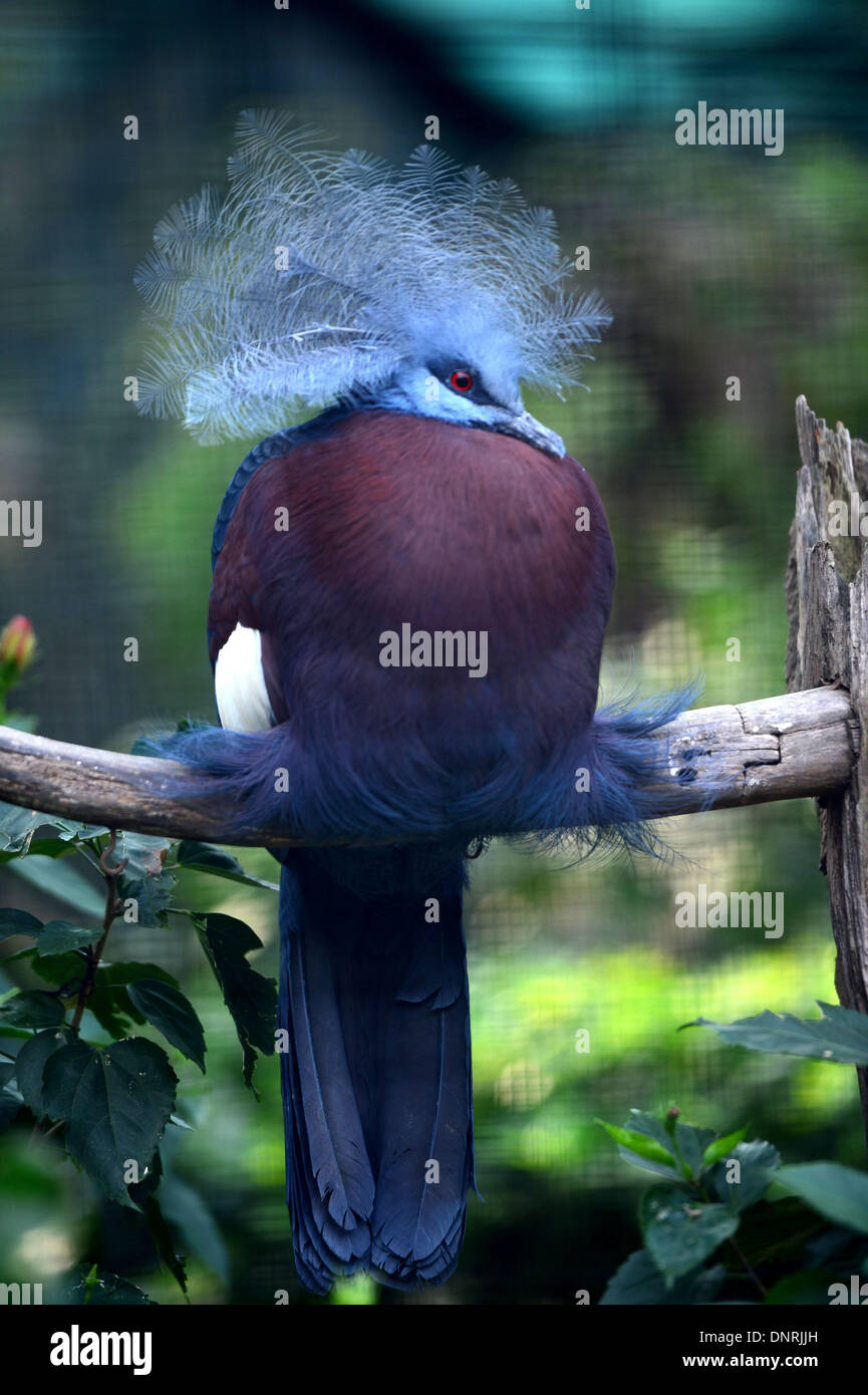 Hong Kong, China. 5th Jan, 2014. A southern crowned pigeon is seen at ...