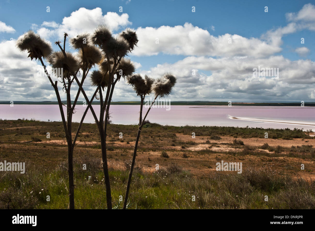 Lake Bumbunga;, pink lake, South Australia Stock Photo - Alamy
