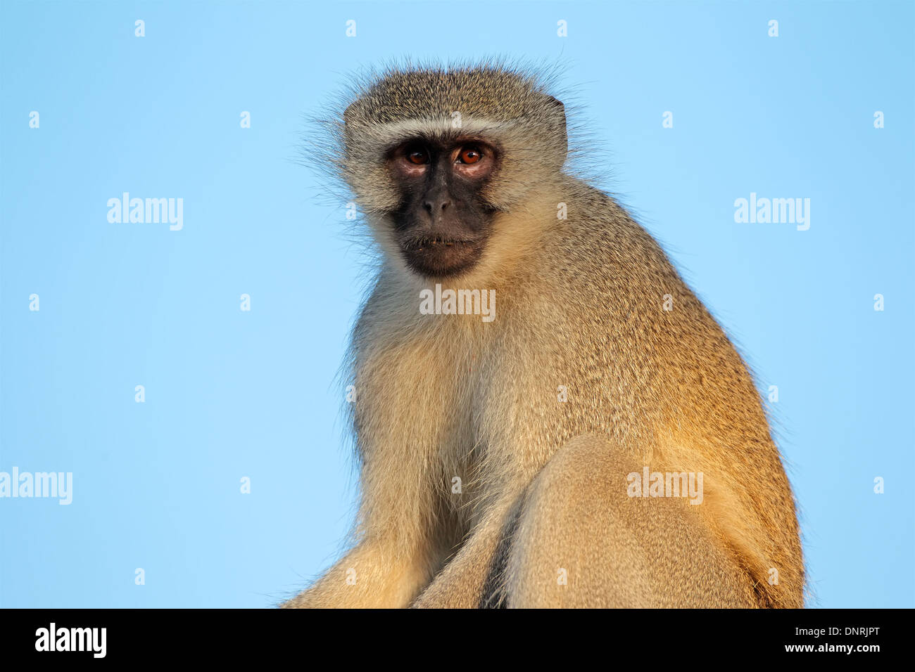 Portrait of a vervet monkey (Cercopithecus aethiops) agains a blue sky ...