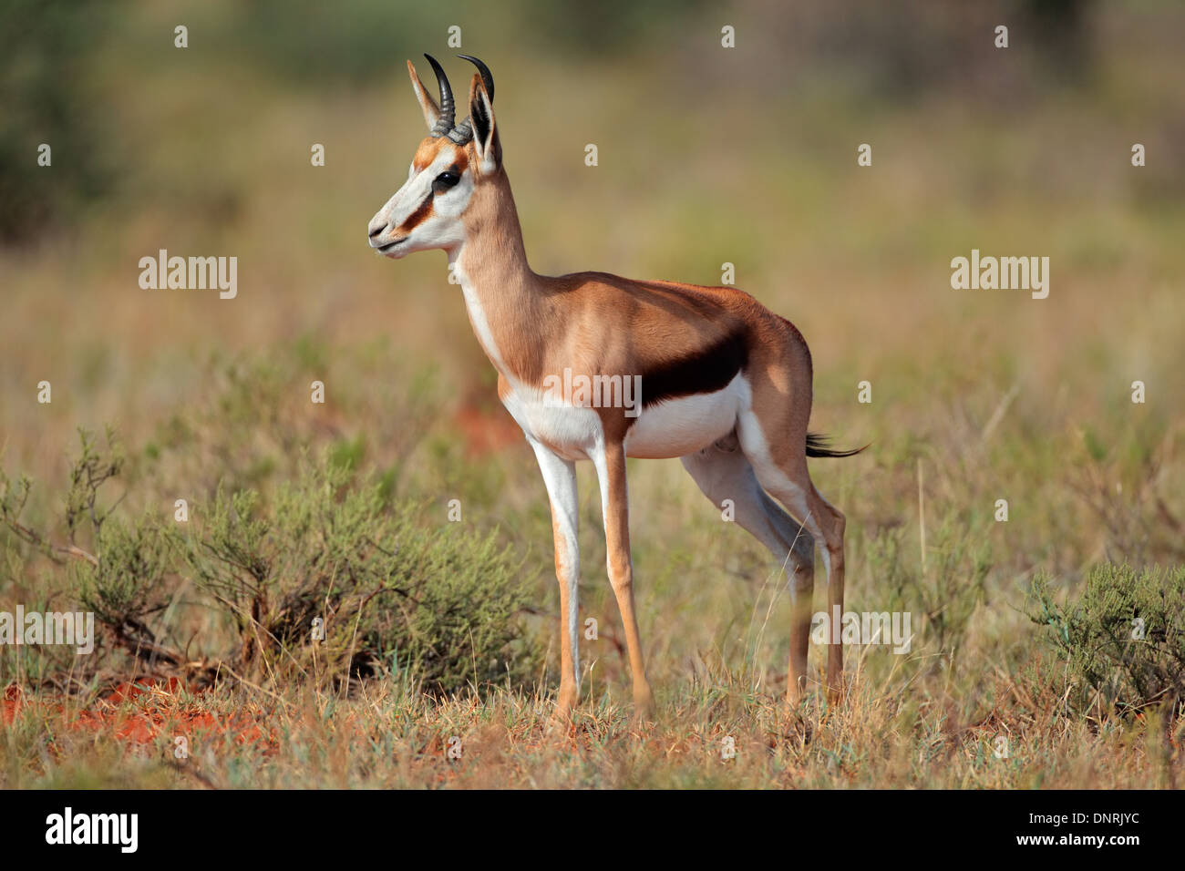Springbok antelope (Antidorcas marsupialis) walking, South Africa Stock ...