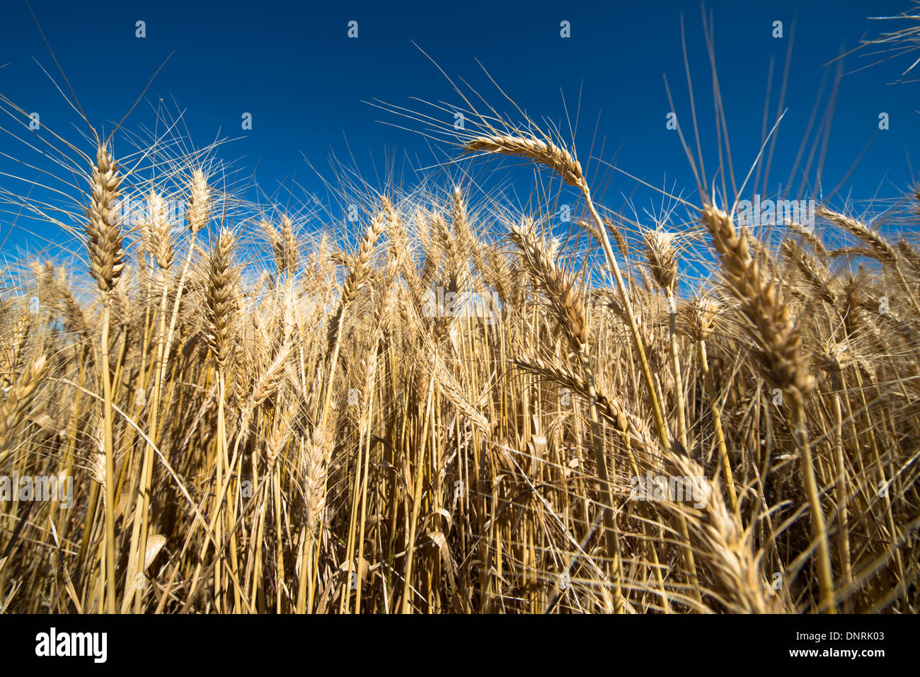 Wheat crop ready for harvest Stock Photo - Alamy