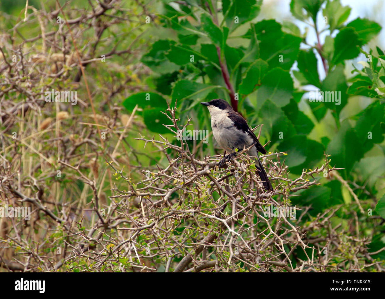 A Southern Fiscal Shrike (Lanius collaris) is also called a Jackie ...