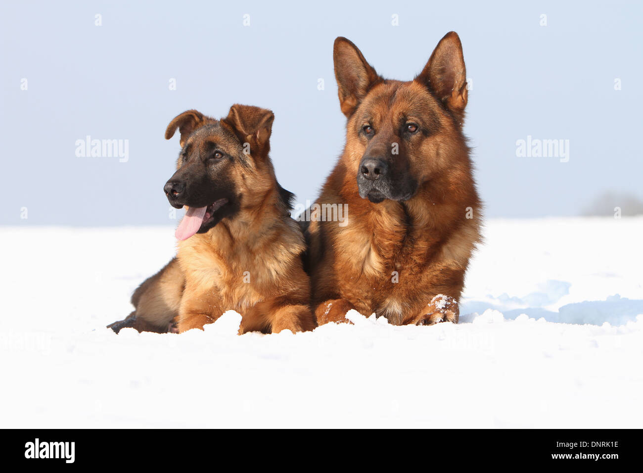 When Are German Shepherd Puppies Ready To Leave Mother