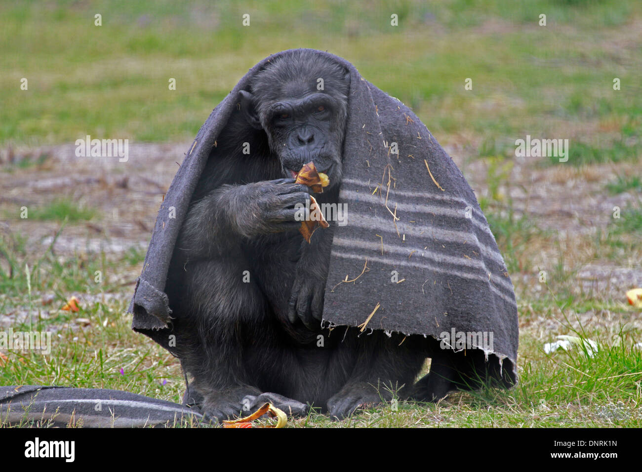 Female chimpanzee( Pan troglodytes) at Chimp Haven, Klapmuts Stock ...