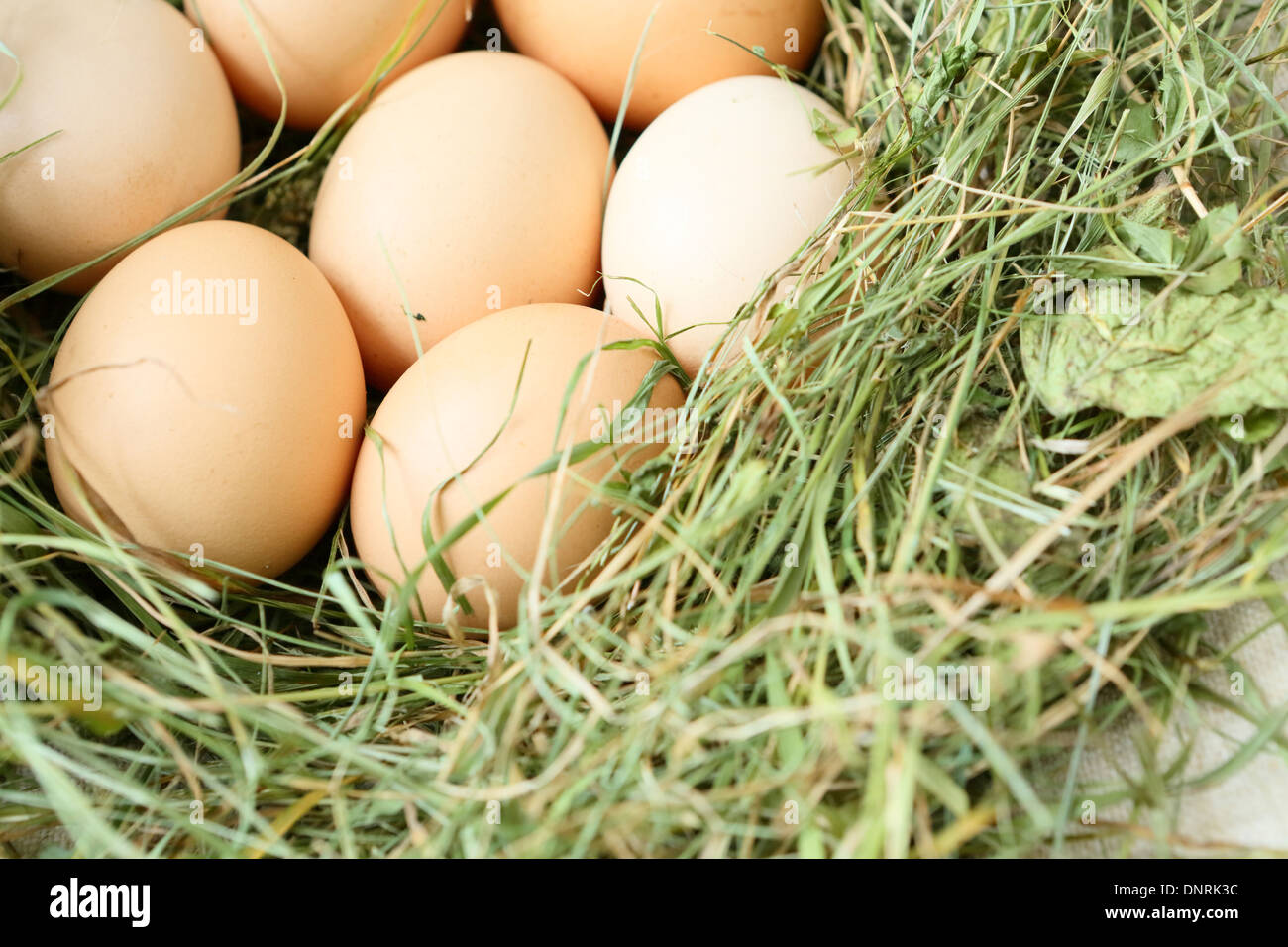 fresh chicken bio eggs, food closeup Stock Photo - Alamy