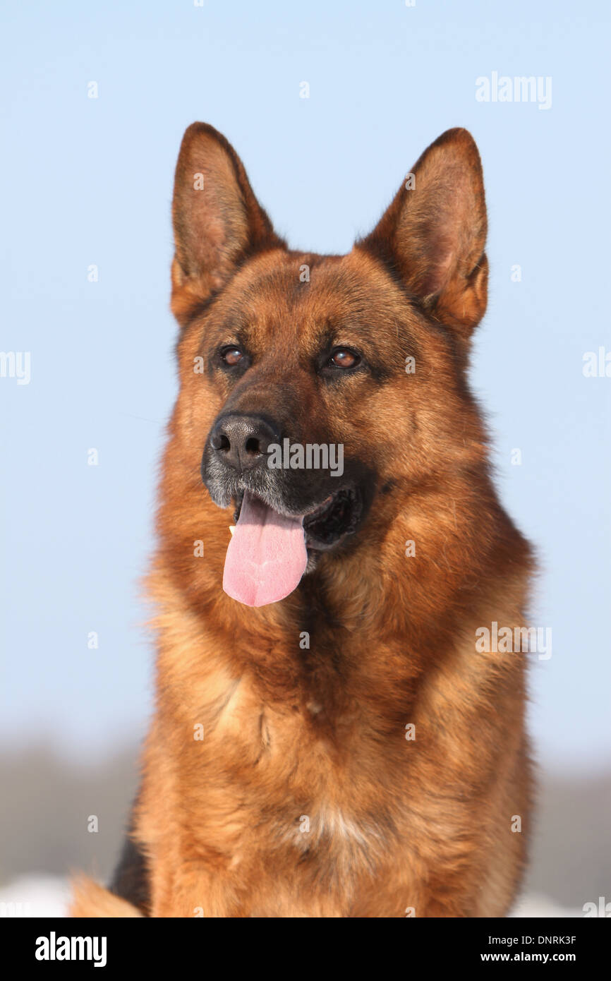 Dog German Shepherd Dog / Deutscher Schäferhund adult portrait Stock ...
