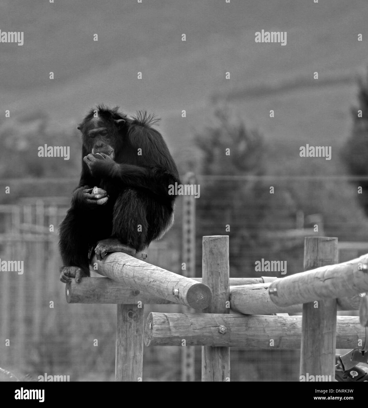 Male chimp hi-res stock photography and images - Alamy